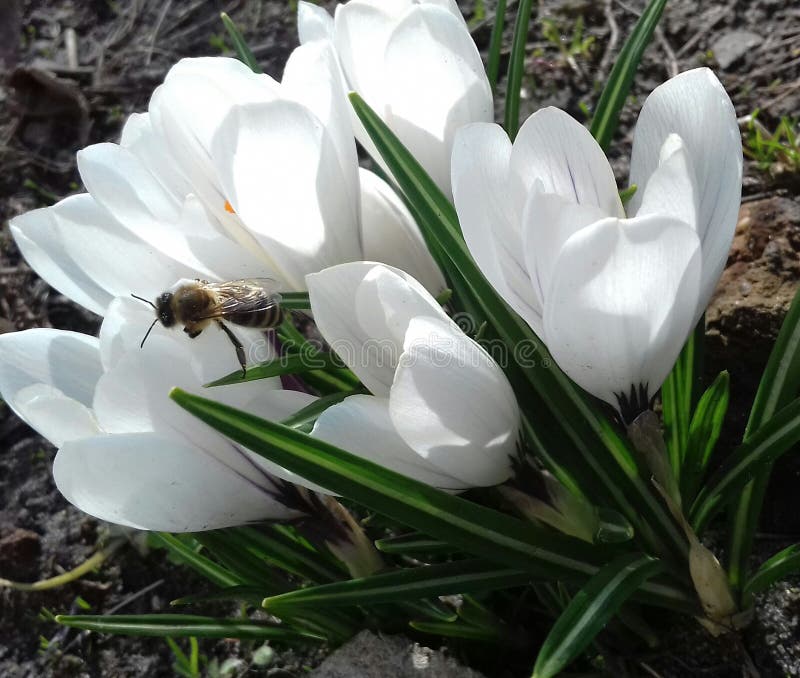 Spring flowers stock photo. Image of sunny, spring, flowers - 69967206