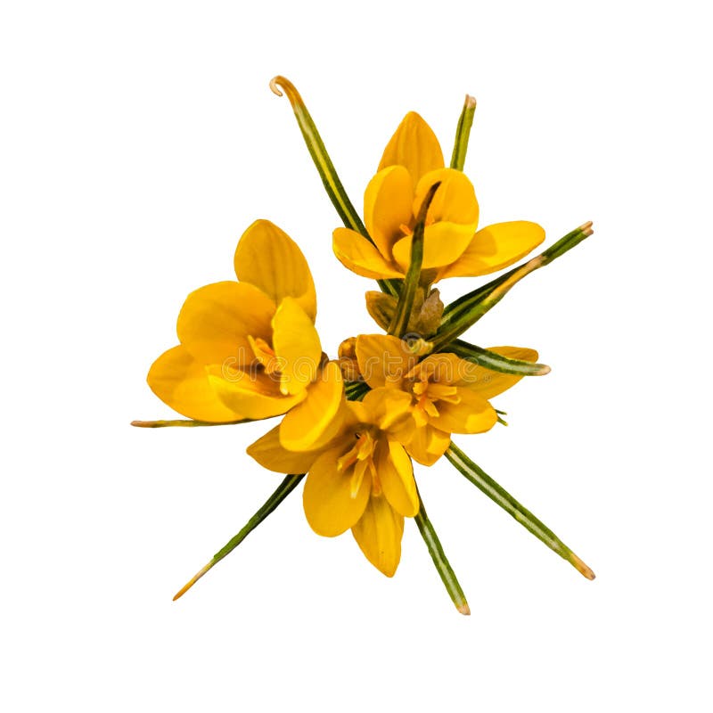 Orange crocuses stock image. Image of blossom, spring - 176333123