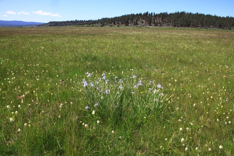 Spring Flowers in an Oregon Meadow Stock Image - Image of empty, bright ...