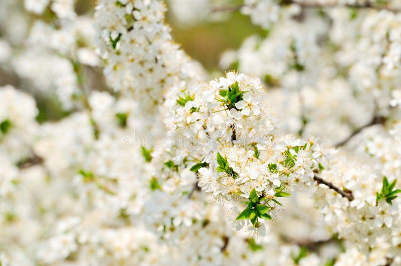 Spring flowers stock image. Image of cherry, beauty, spring - 39290757