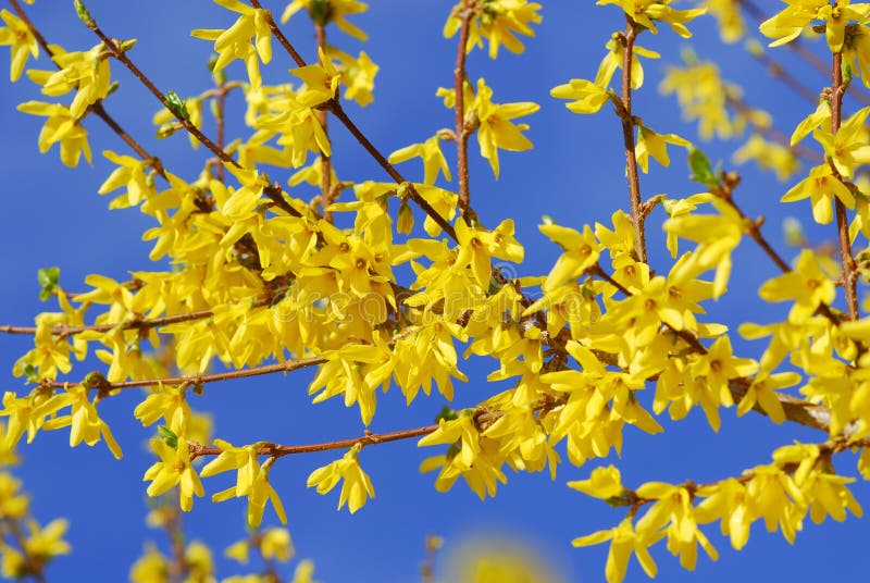 Spring flowers stock photo. Image of floral, spring, beauty - 39280400