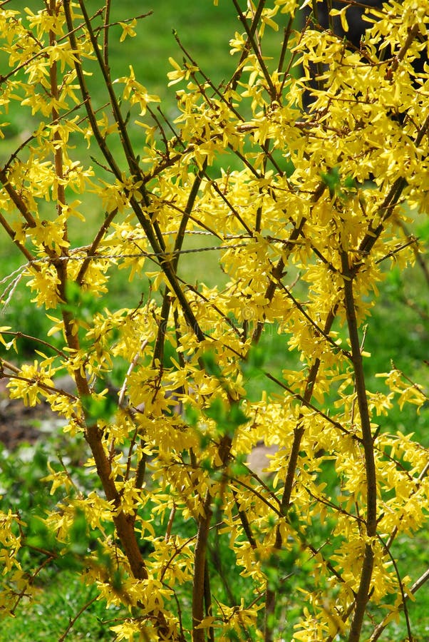 Spring flowers stock photo. Image of natural, plants - 39280440