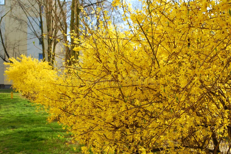 Spring flowers stock image. Image of natural, nature - 39438823