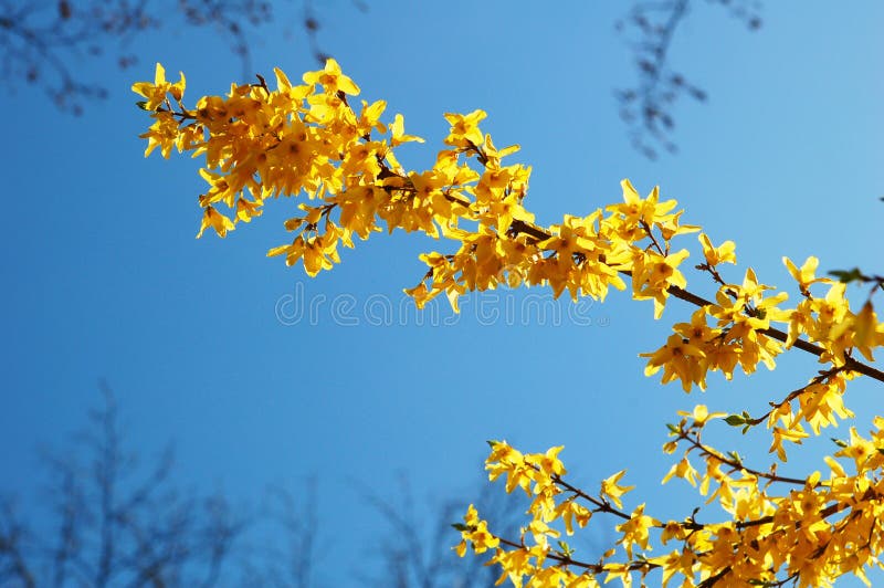 Spring flowers stock image. Image of petals, light, spring - 39438983