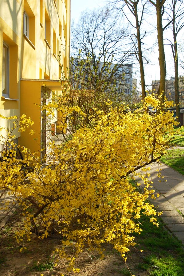 Spring flowers stock image. Image of yellow, heat, garden - 39439063