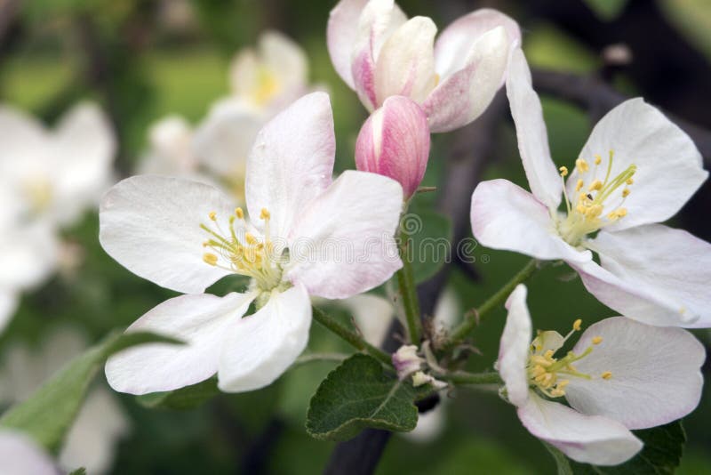 Spring Flowers Outside on a Sunny Day Stock Photo - Image of green ...