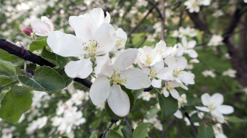 Spring Flowers Outside on a Sunny Day Stock Image - Image of blue ...