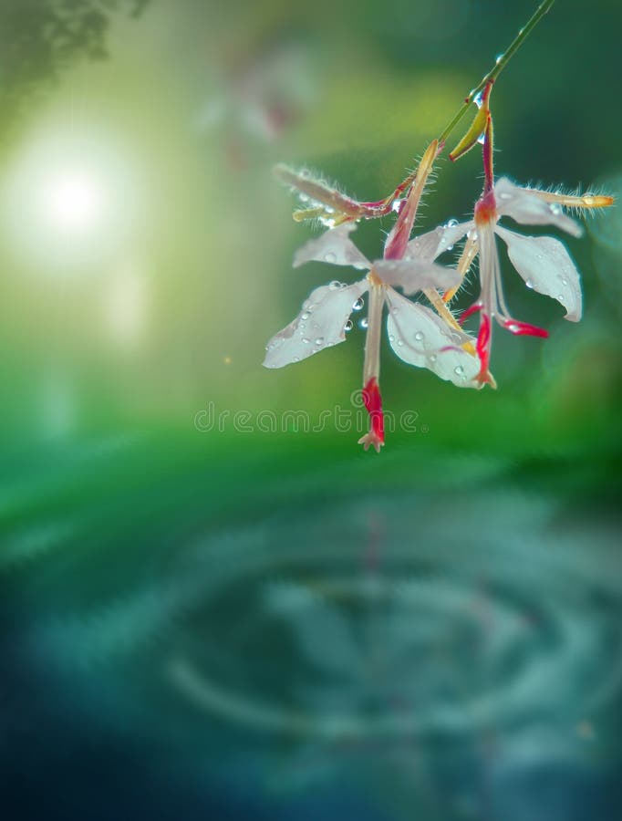 Spring flowers over water stock photo. Image of foliage - 28949280