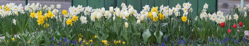 Spring flowers panorama stock photo. Image of tulip, narcissus - 4800194