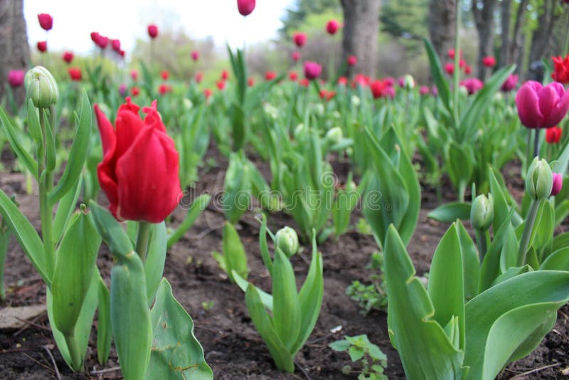 Spring Flowers in the Park. Stock Image - Image of macro, blossom ...