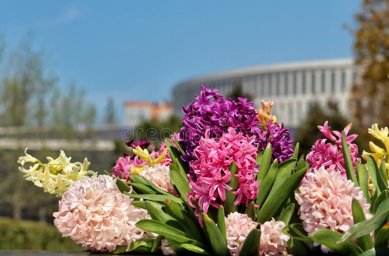 Spring Flowers in the Park. Stock Photo - Image of holidays, spring ...