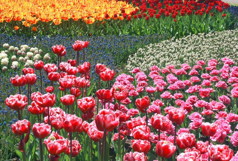 Spring flowers in park stock image. Image of park, arrangement - 60246085