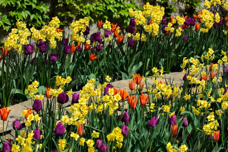 Spring Flowers in Park stock image. Image of colorful - 53325459