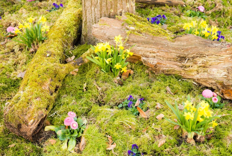 Spring flowers in the park stock photo. Image of tree - 53537040