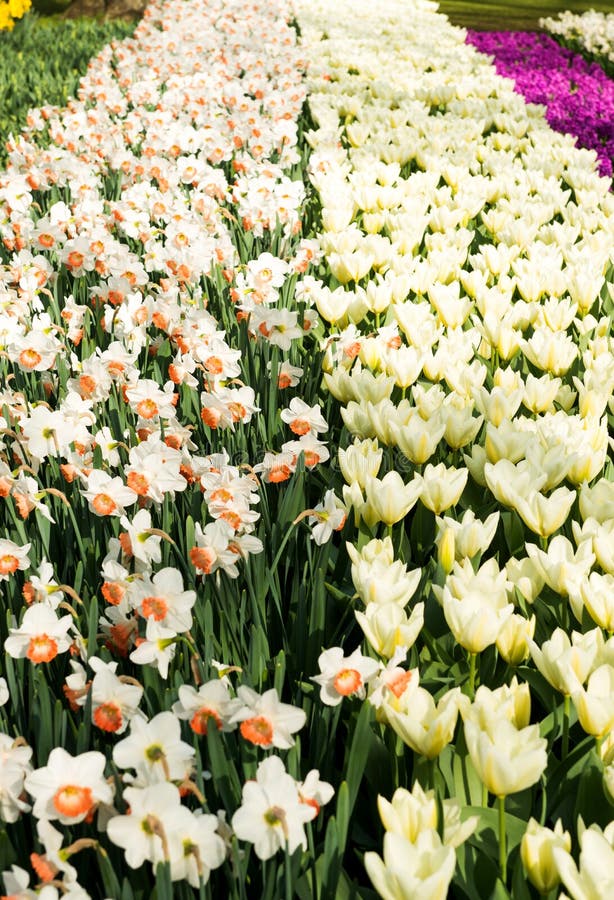 Spring Flowers in the Park in Early Spring Stock Image - Image of ...