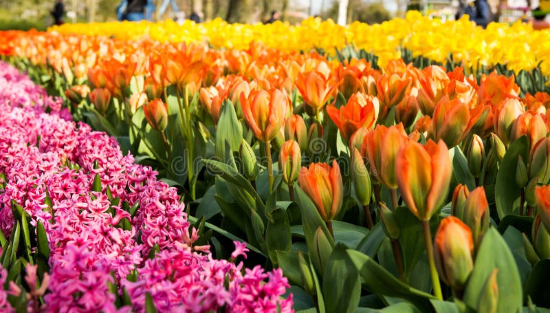 Spring Flowers in the Park in Early Spring Stock Photo - Image of ...