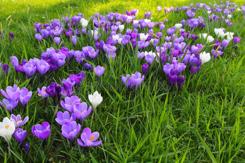 Spring flowers stock image. Image of premiauml, path - 38979787