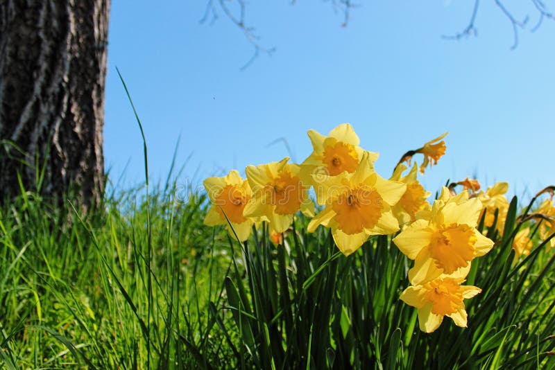 Spring Flowers and Perfect Sunny Day, Germany Stock Photo - Image of ...