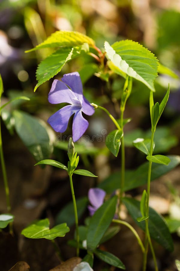Spring flowers. Periwinkle stock image. Image of bloom - 142063761