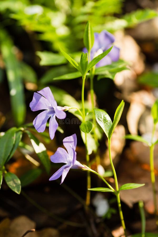 Spring flowers. Periwinkle stock image. Image of bloom - 142063761