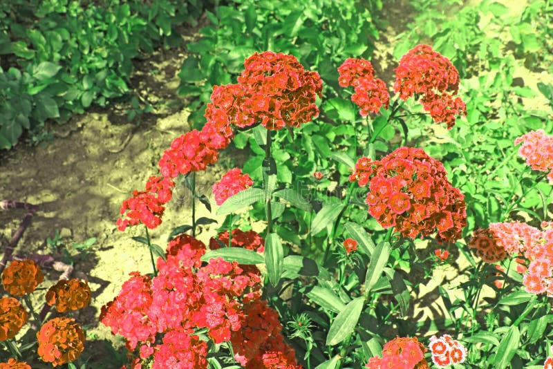 Spring flowers stock image. Image of field, nice, petal - 117070399