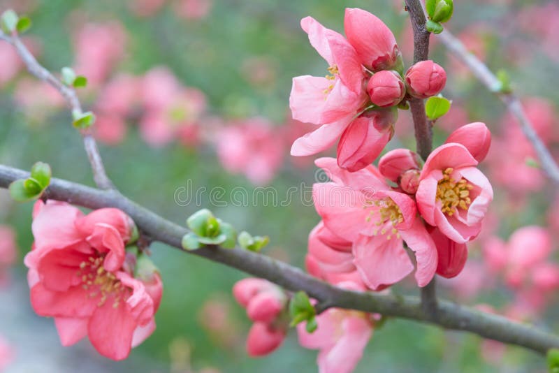 Pink Blossom tree road stock image. Image of pink, tree - 42891861