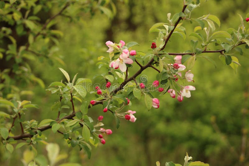 Spring flowers Pink bulbs stock photo. Image of bulbs - 147170880