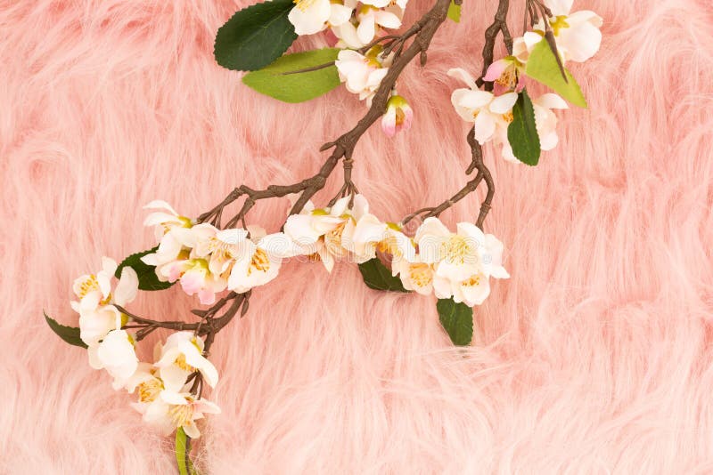 Spring flowers stock photo. Image of softness, object - 208919654