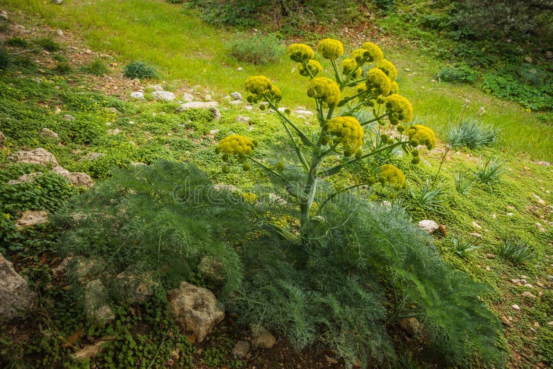 Spring Flowers and Plants on Rhodes Island in Greece Stock Image ...