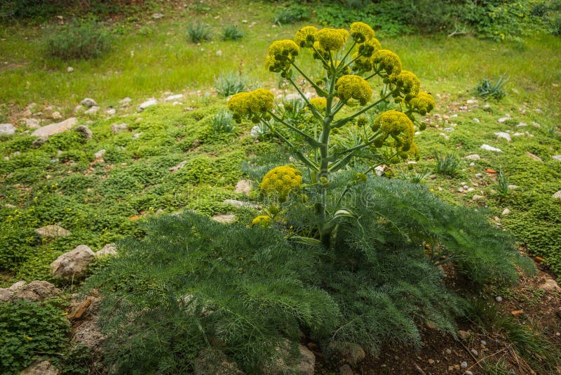 Spring Flowers and Plants on Rhodes Island in Greece Stock Photo ...
