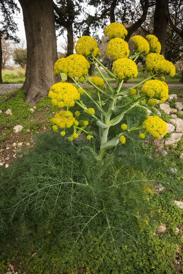 Spring Flowers and Plants on Rhodes Island in Greece Stock Image ...