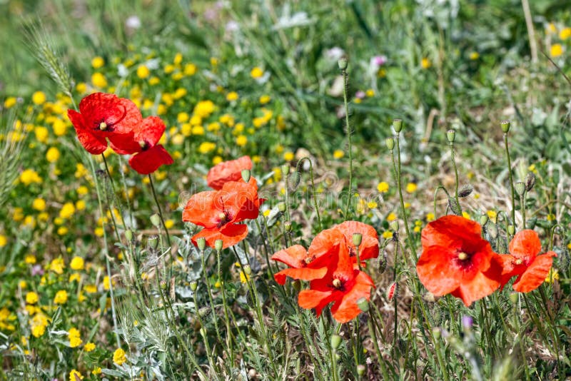 Spring flowers - Poppy stock photo. Image of bindweed - 14970284