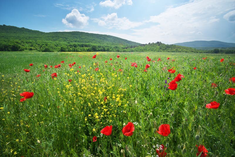 Spring Flowers Poppy in Meadow Stock Image - Image of nature, bright ...