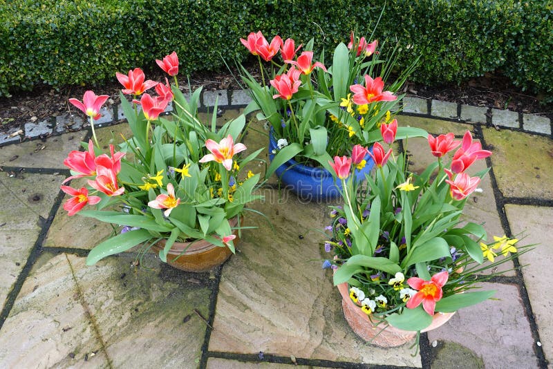 Spring flowers in pots stock image. Image of tulips - 114958479