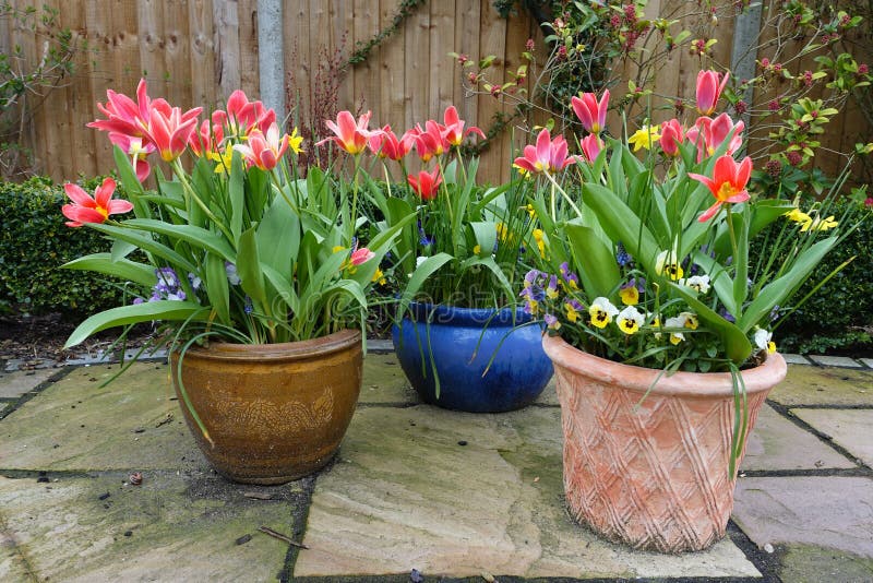 Spring flowers in pots stock image. Image of spring - 114958481