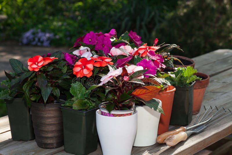 Spring flowers stock image. Image of agriculture, objects - 49634149