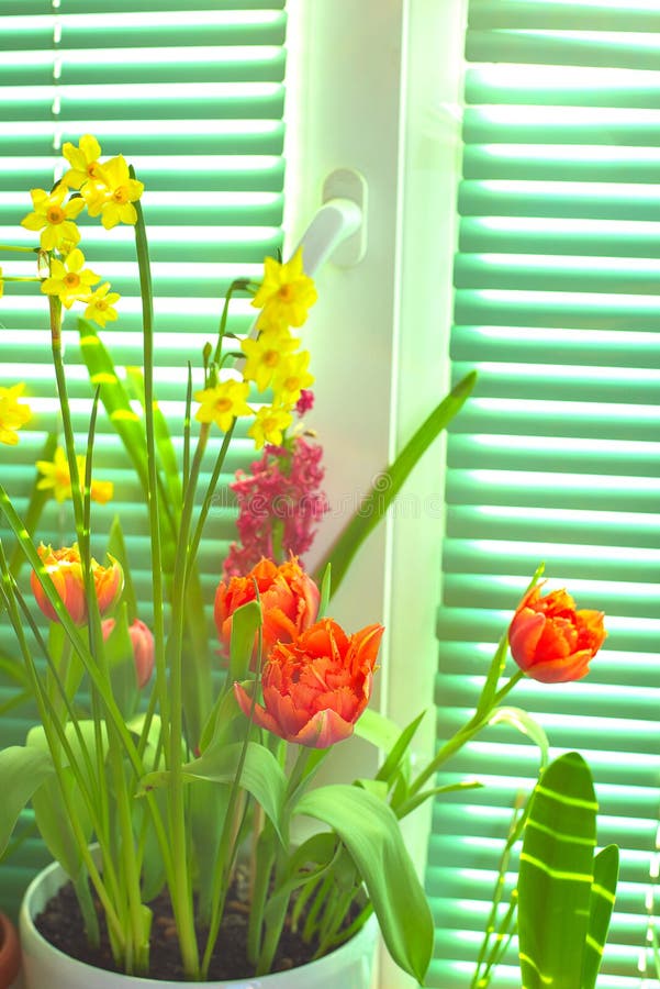 Spring Flowers in Pots on the Window. Stock Image - Image of summer ...