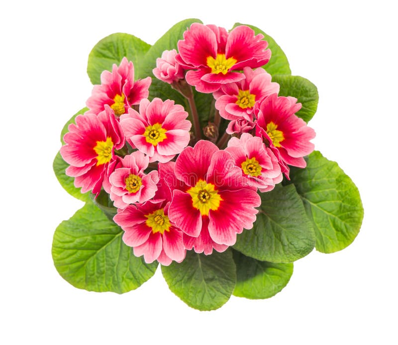 11,409 Pink Primrose Stock Photos - Free & Royalty-Free Stock Photos ...