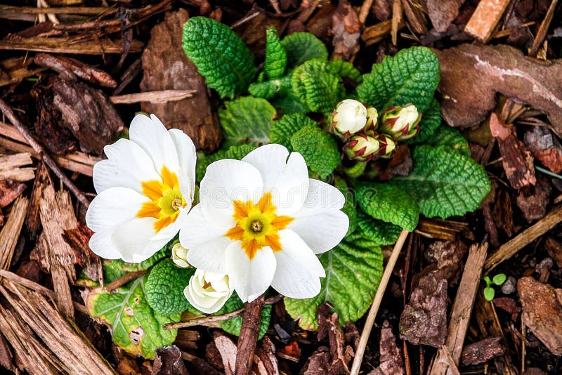 Spring flowers stock photo. Image of bloom, fresh, easter - 52153106