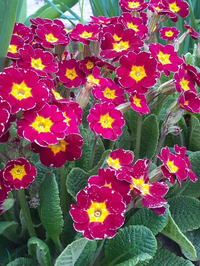 Spring flowers primrose stock image. Image of bouquet - 275352175