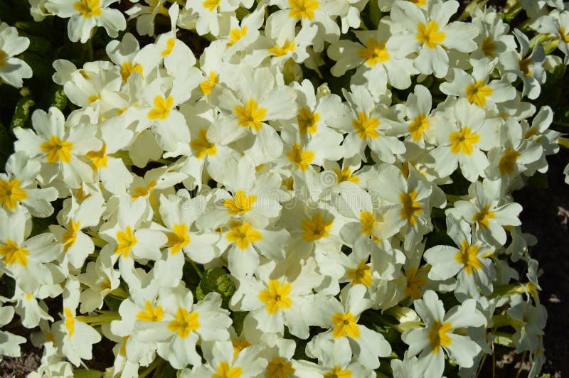 Spring flowers: primroses stock photo. Image of botany - 54245906