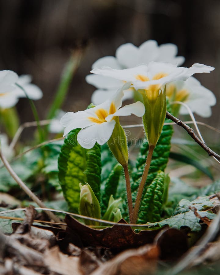 Spring Flowers Primula Vulgaris Stock Photo - Image of nature, vulgaris ...