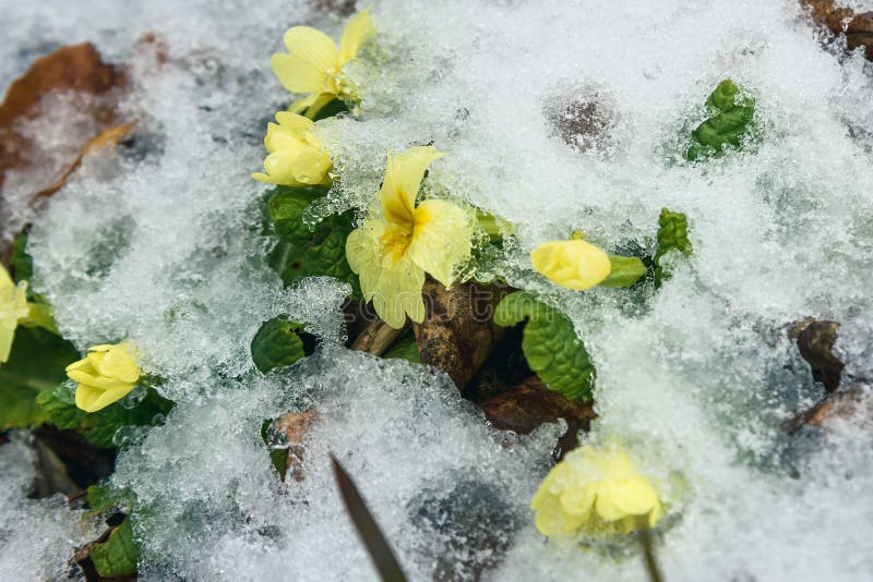 Spring Flowers Primula Vulgaris Under the Snow Stock Image - Image of ...