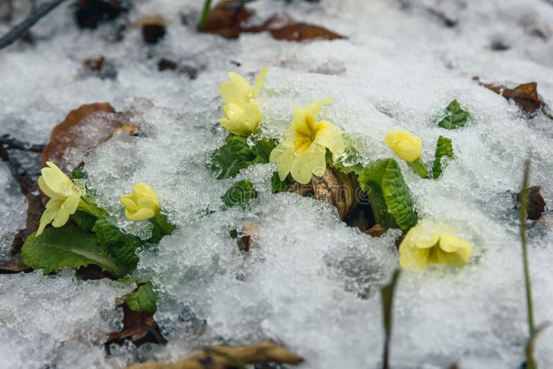 Spring Flowers Primula Vulgaris Under the Snow Stock Photo - Image of ...