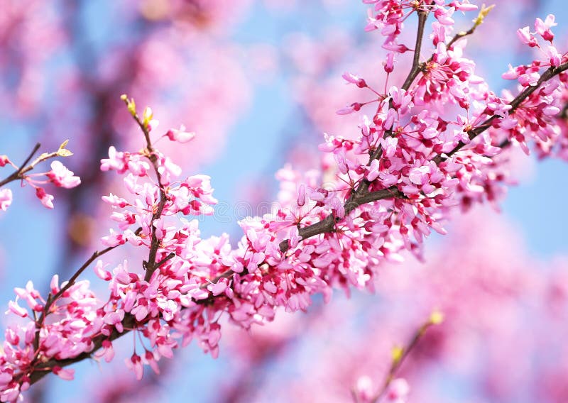 Spring Flowers. Purple Cercis Canadensis Stock Photo - Image of spring ...