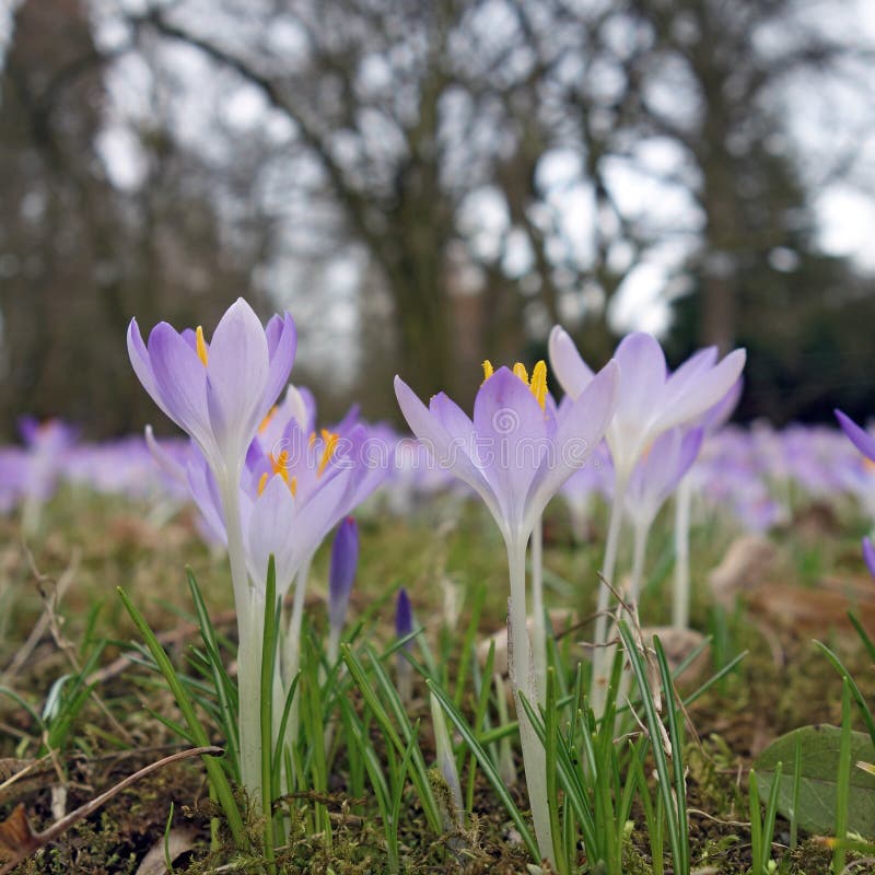 Spring Flowers - Purple Crocus in Closeup Stock Image - Image of pretty ...