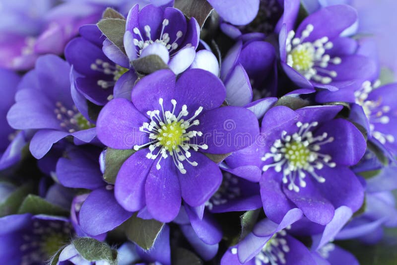Spring Flowers - Purple Hepatica Bouquet. Closeup Stock Photo - Image ...