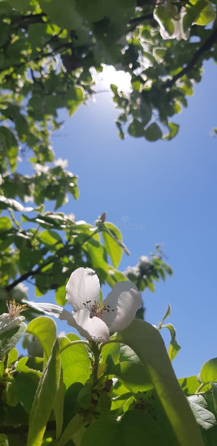 Spring flowers of quince stock photo. Image of green - 120148070