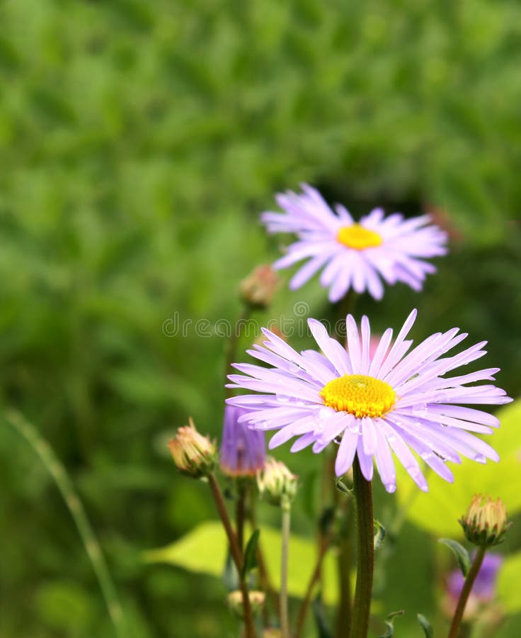 Spring flowers stock image. Image of clean, floral, droplet - 32842577