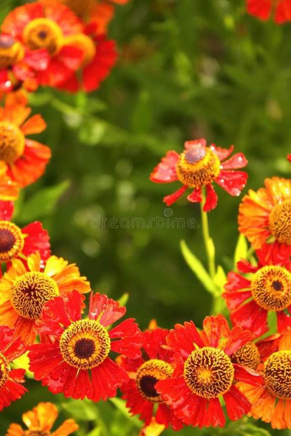 Spring flowers stock image. Image of vibrant, green, rain - 34950339